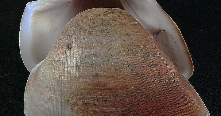 PALEO & GEO TOPICS: Comments by R. L. Squires: Cucullaeid bivalves of ...