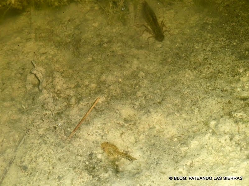 Pateando las Sierras: Mi zona herpetológica IV (01/07/2014)