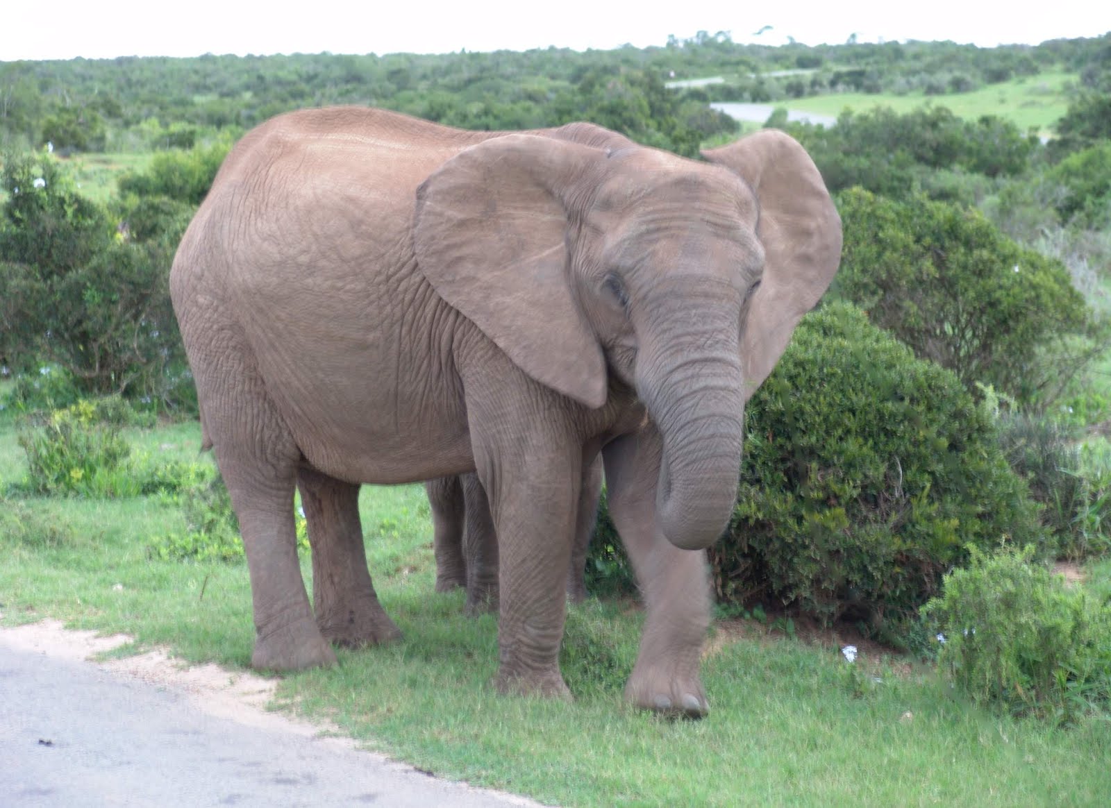Gajah Tak Punya Jari: Belalaipun Jadi ~ Teknik Islam