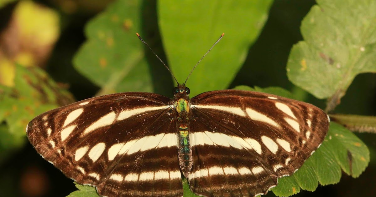 Butterflies of Vietnam: 263. Neptis clinia susruta (The Clear Sailor)