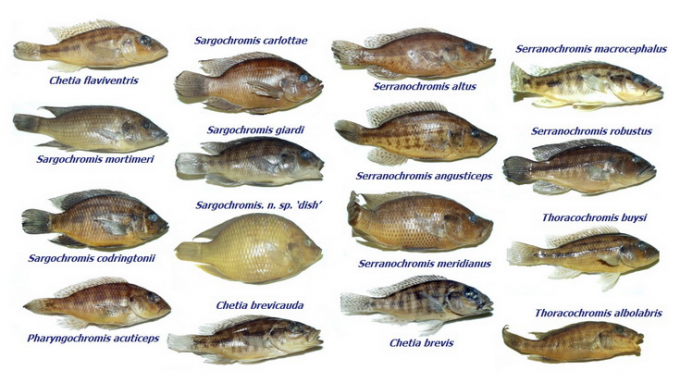 Artes de Pesca: ACTINOPTERYGII