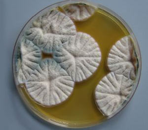 REINO HONGOS :: Microorganismos.