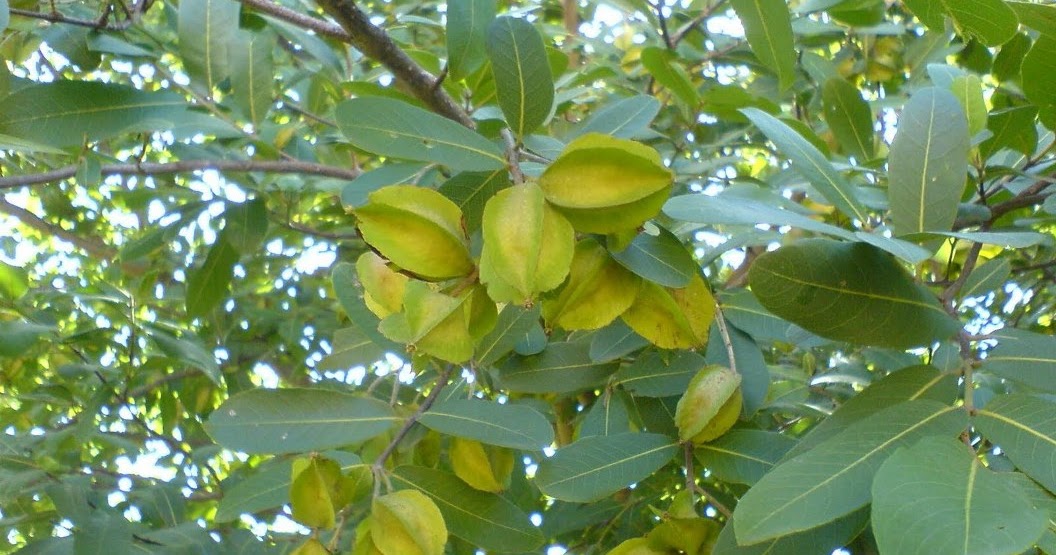 Terminalia arjuna: An Invaluable Bio-Wealth of India | TechGape