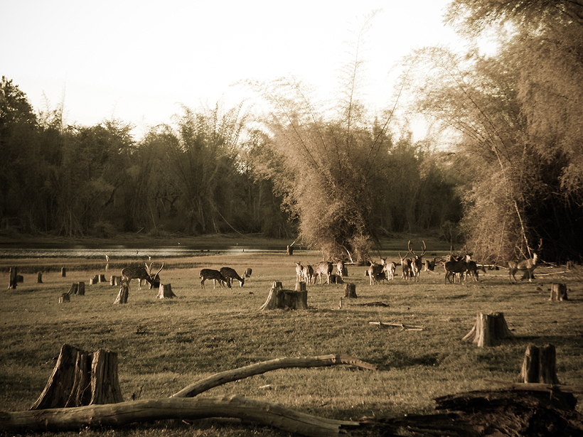 Forest Conservation: Karnataka Forest Conservation Act