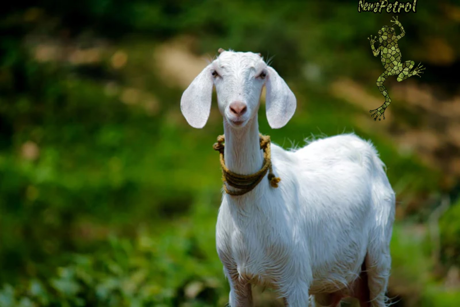 Goat Farming | Bakri Palan kaise Kare | Bakri Farm | Bakri Palan Loan ...