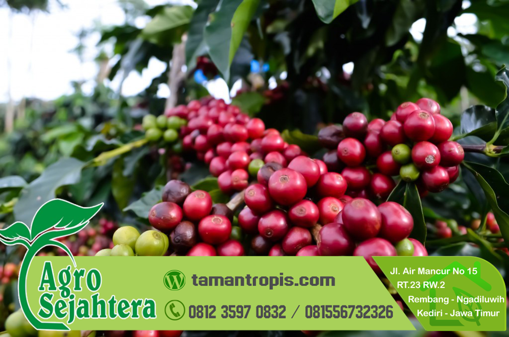 Jual Bibit Pohon Kopi Jual Bibit Pohon Kopi