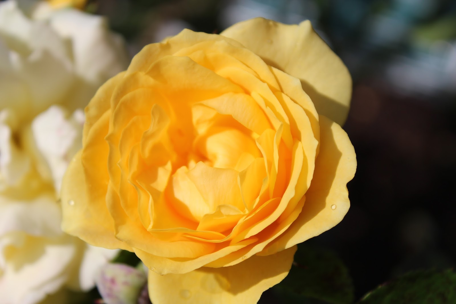 World in Pictures by Isabelle: Roses at Sonnenberg Gardens