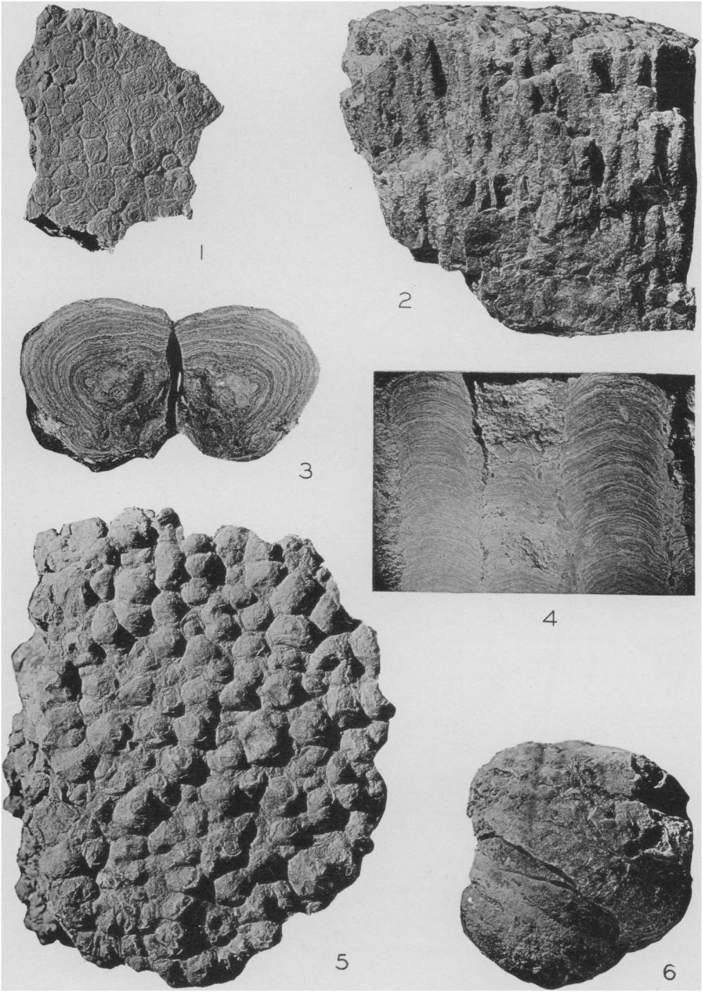 Equatorial Minnesota: Ordovician microbial mats, featuring the Gopher ...
