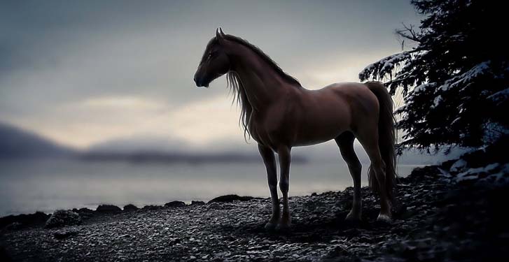 Atlar nasıl ayakta uyuyabiliyorlar? | Bilmen Gereken Son Şey