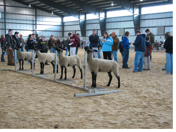 Learning to judge 4-H Livestock Judging Programs: What to do at a Contest