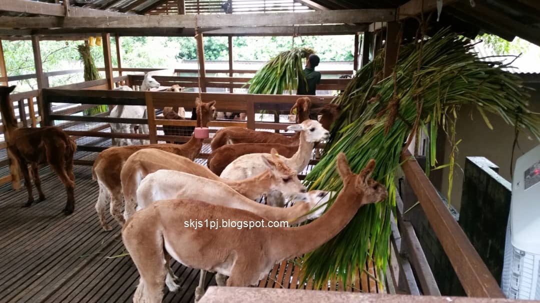 Lawatan Ke Farm In The City & Putrajaya - SK JALAN SELANGOR (SATU)