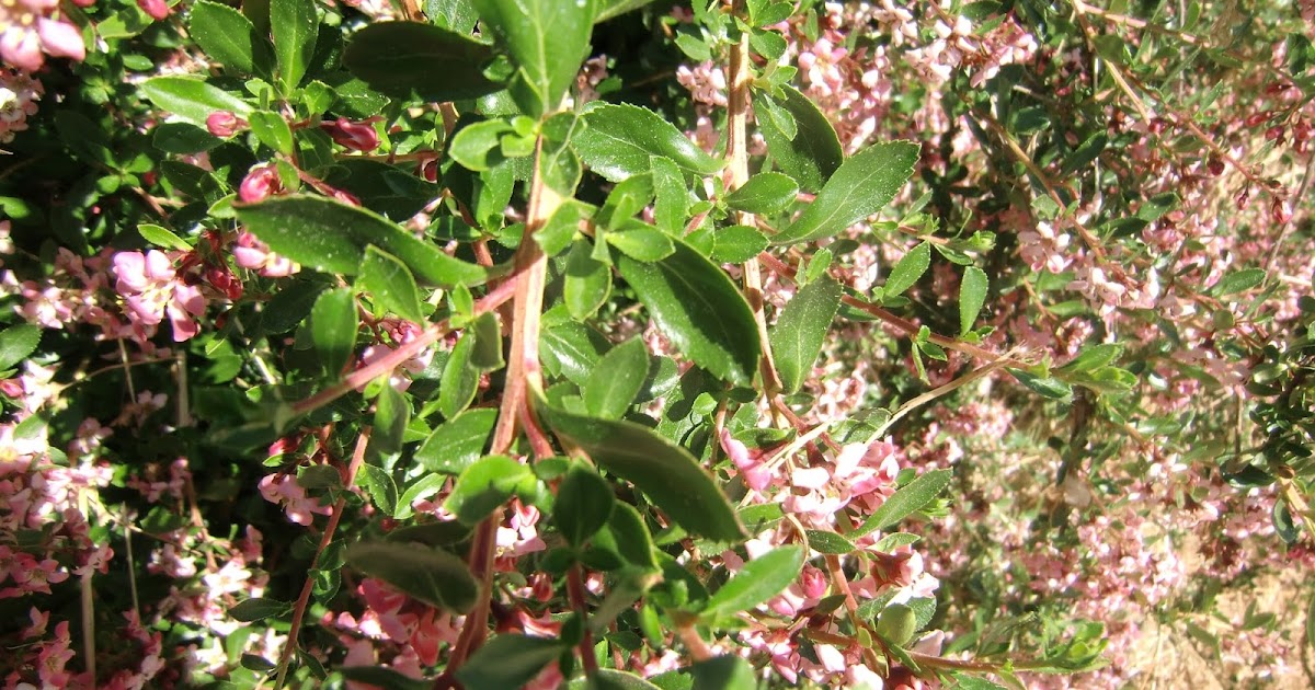 Plantas de Huerta Otea, Salamanca: Escalonia (Escallonia rubra)