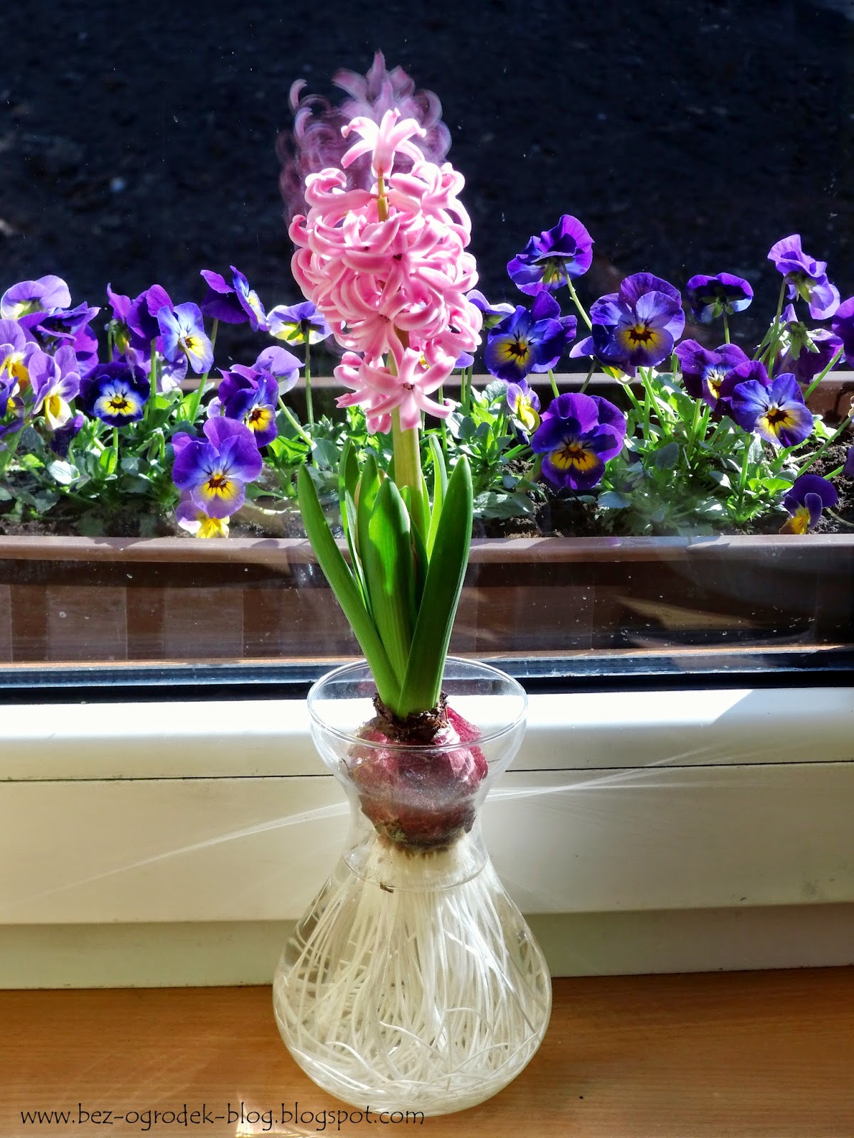 Uprawa hiacyntów w wodzie | BEZ OGRÓDEK | blog ogrodniczy
