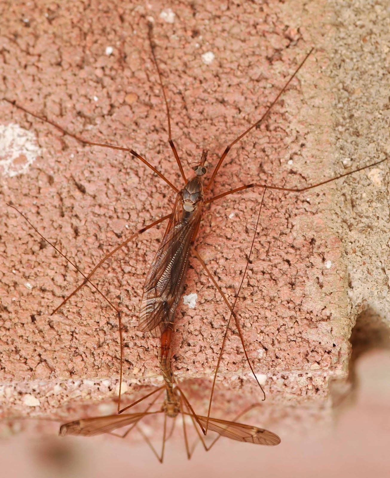 Window on a Texas Wildscape: Crane fly outbreak