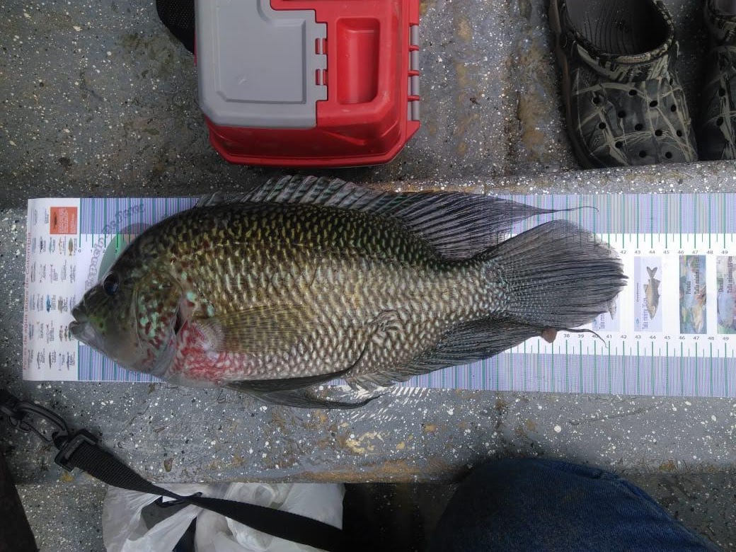 Espacio de Pesca: Pesca de mojarra, tilapia, black bass y morrudo en la ...