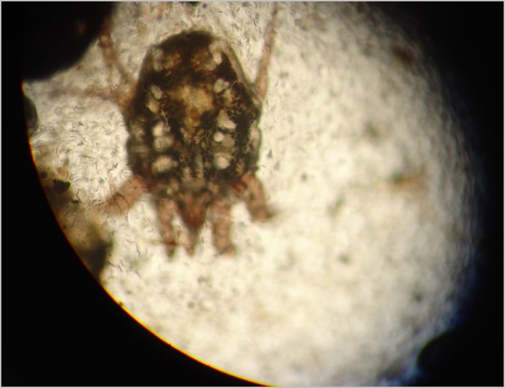 Cara menyembuhkan kelinci terserang Scabies (Gudikan / Kudis)