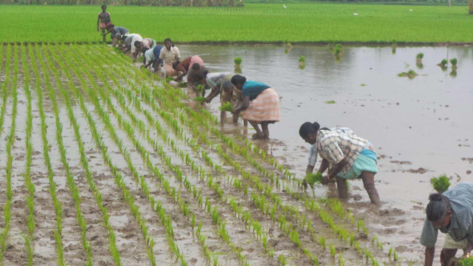 Pictures: PADDY PLANTING
