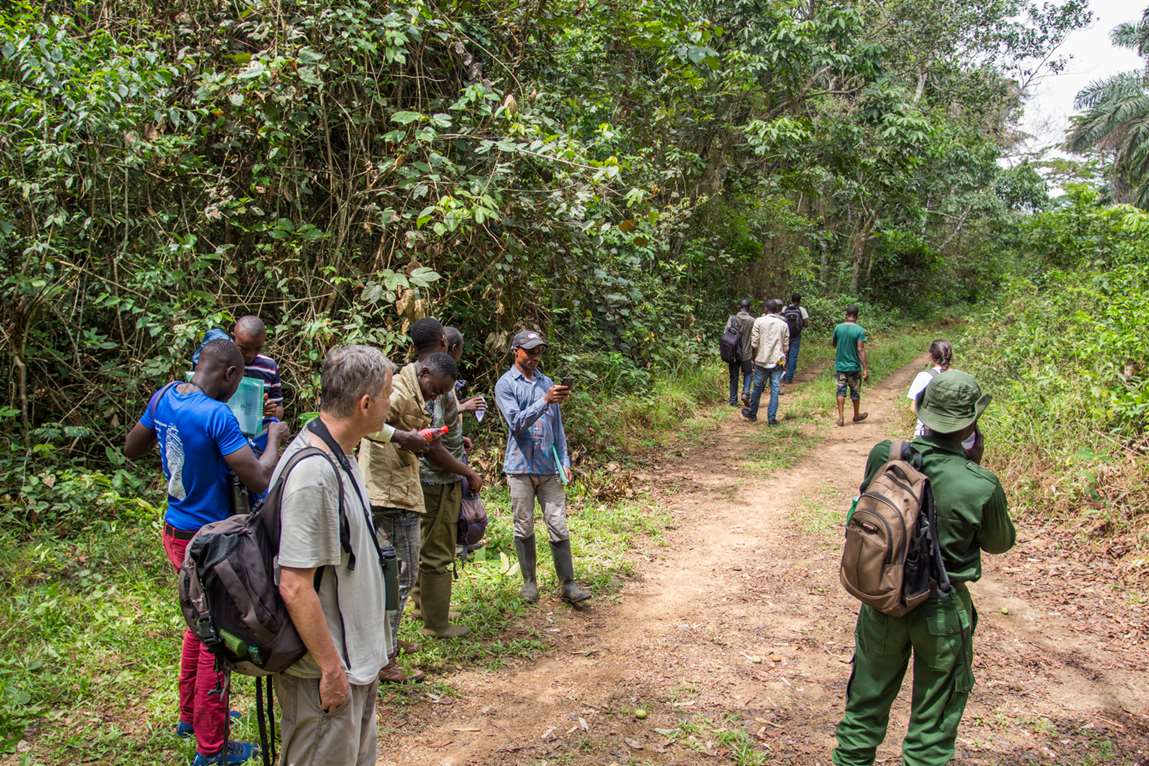 Stuart Marsden's Conservation Research Group: Spotlight on Timneh Parrot