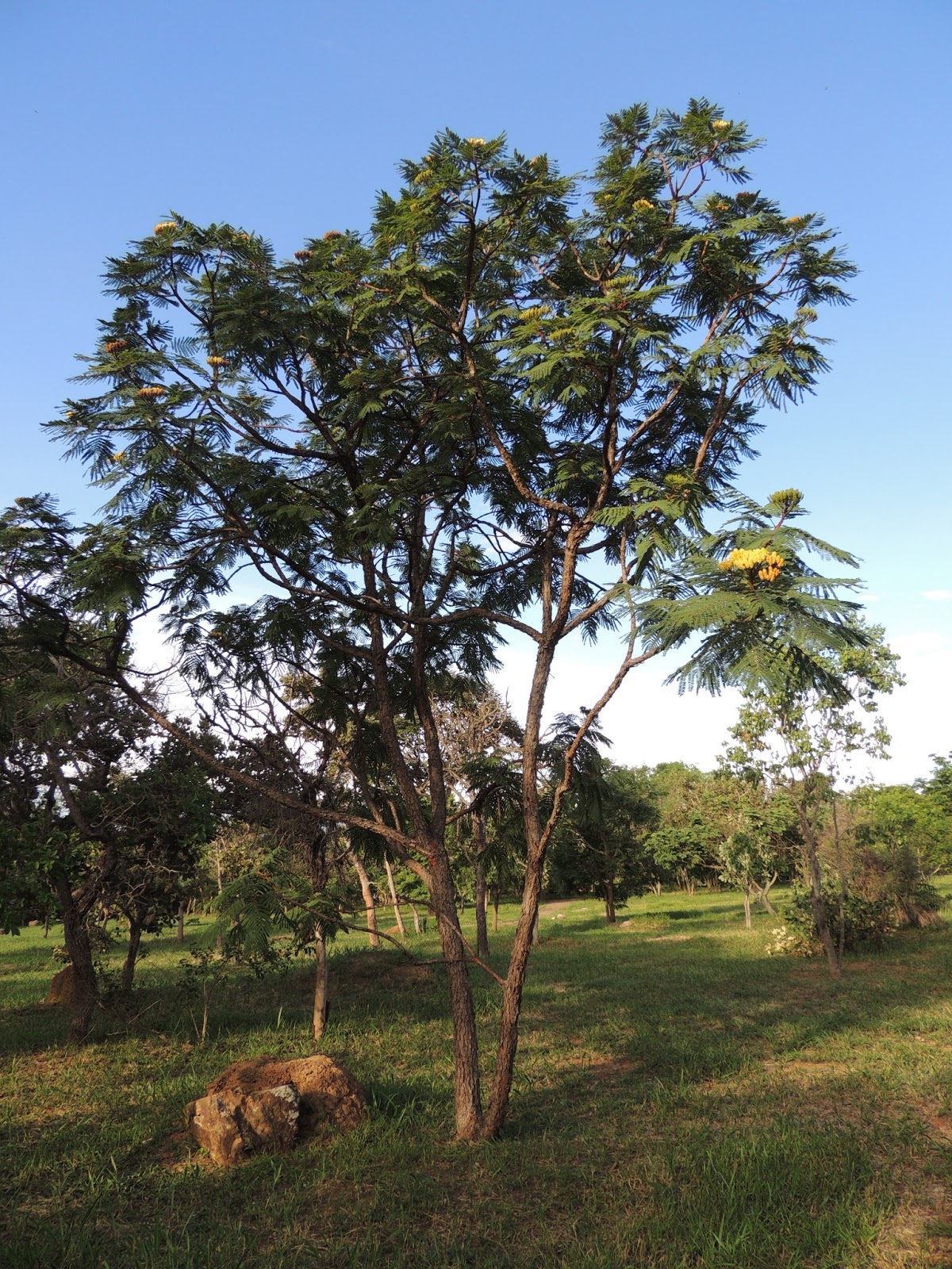 Fabaceae - Leguminosae no Brasil: Fabaceae - Dimorphandra mollis Benth ...