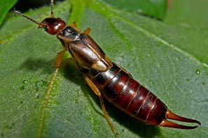 HUERTO ECOLÓGICO: INSECTOS BENEFICIOSOS