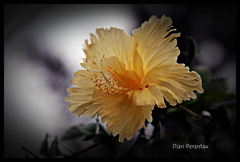 Lensa Foto Malaysia: Koleksi Bunga raya