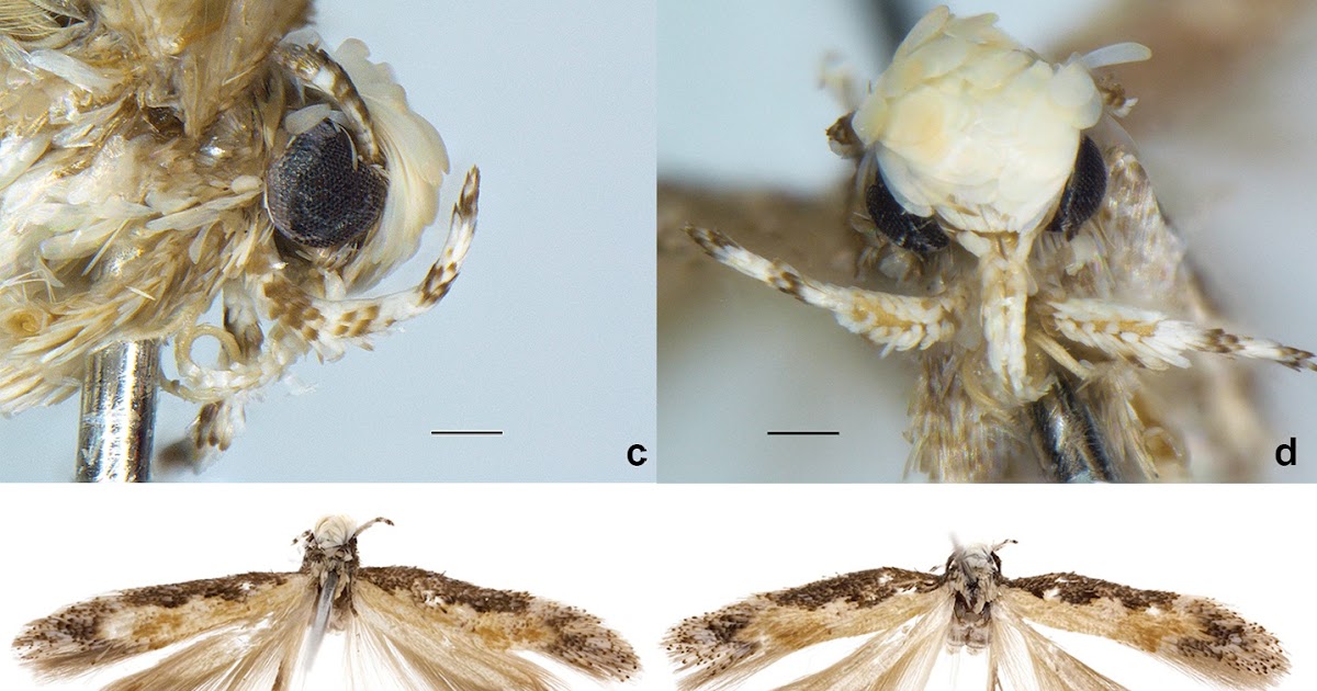 Species New to Science: [Entomology • 2017] Review of Neopalpa Povolný ...