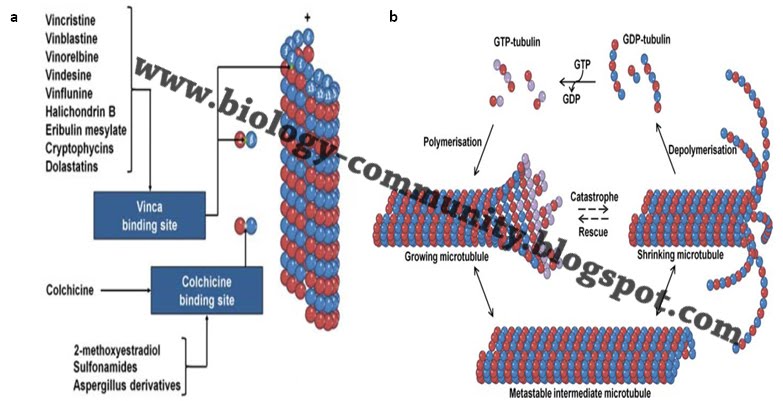 Induksi Kolkisin dan Poliploidi - Generasi Biologi