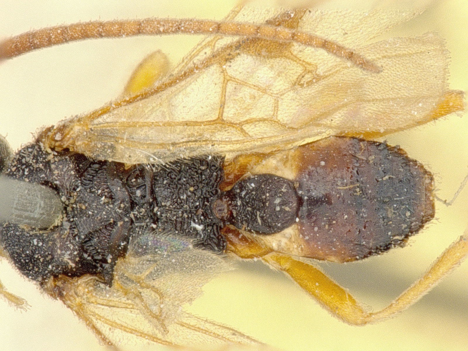 BRACONID WASPS, CATERPILLARS, AND BIOCONTROL: Canadian Microgastrinae ...