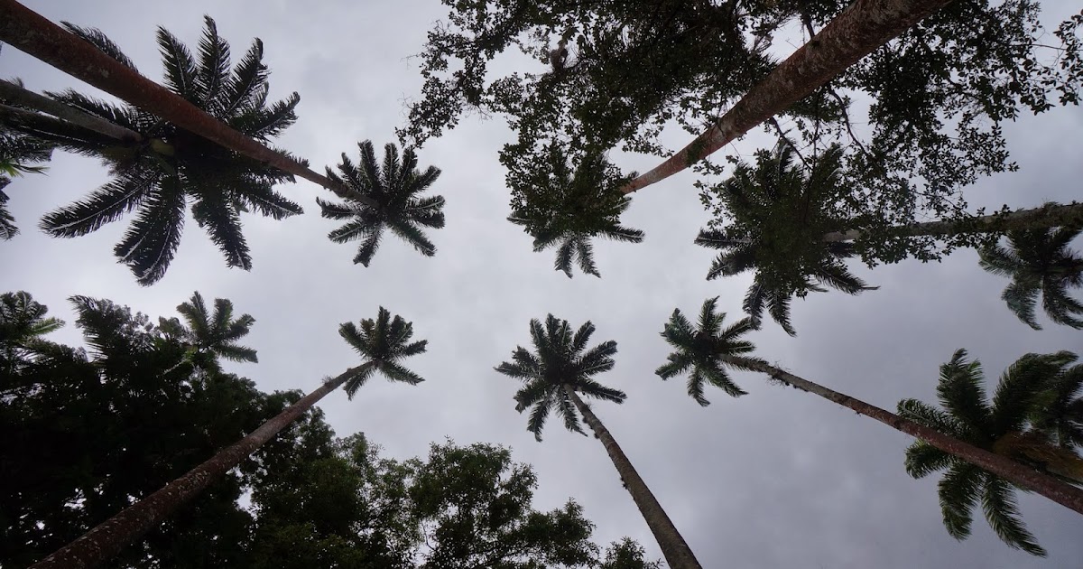 Jardim Botânico (Botanical Gardens) | Life With Marcella