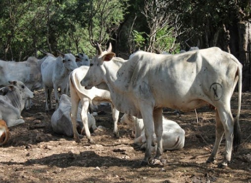 John Taena: Sumba Timur Gudang Ternak NTT III