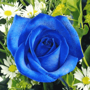 Blog da Ma: A rosa azul