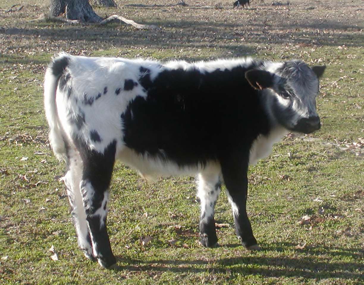 British White Cattle in Southeast Texas - JWest Cattle Company: What's ...