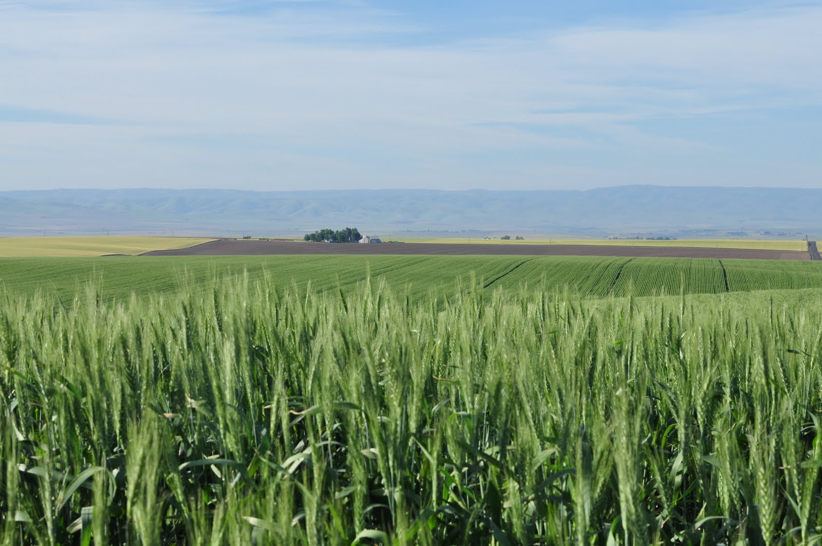 Trini's Treasures: Beautiful Eastern Oregon Morning!