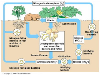 Younichi'S ScienceTEch: Daur Biogeokimia