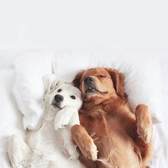 UPDATED Dog Boarding In Singapore The Largest List Of Dog Hotels And updated-dog-boarding-in-singapore-the-largest-list-of-dog-hotels-and