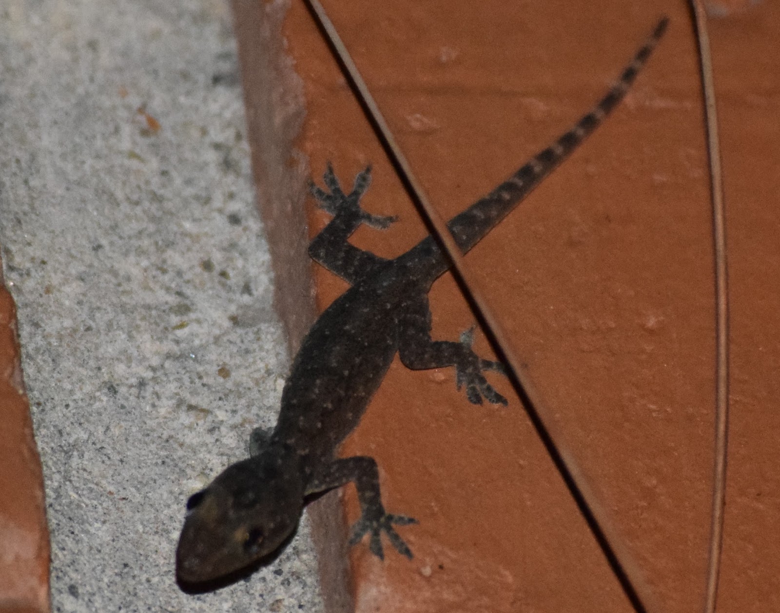 Our Life in Medellin Colombia: Lagartos (Lizards)