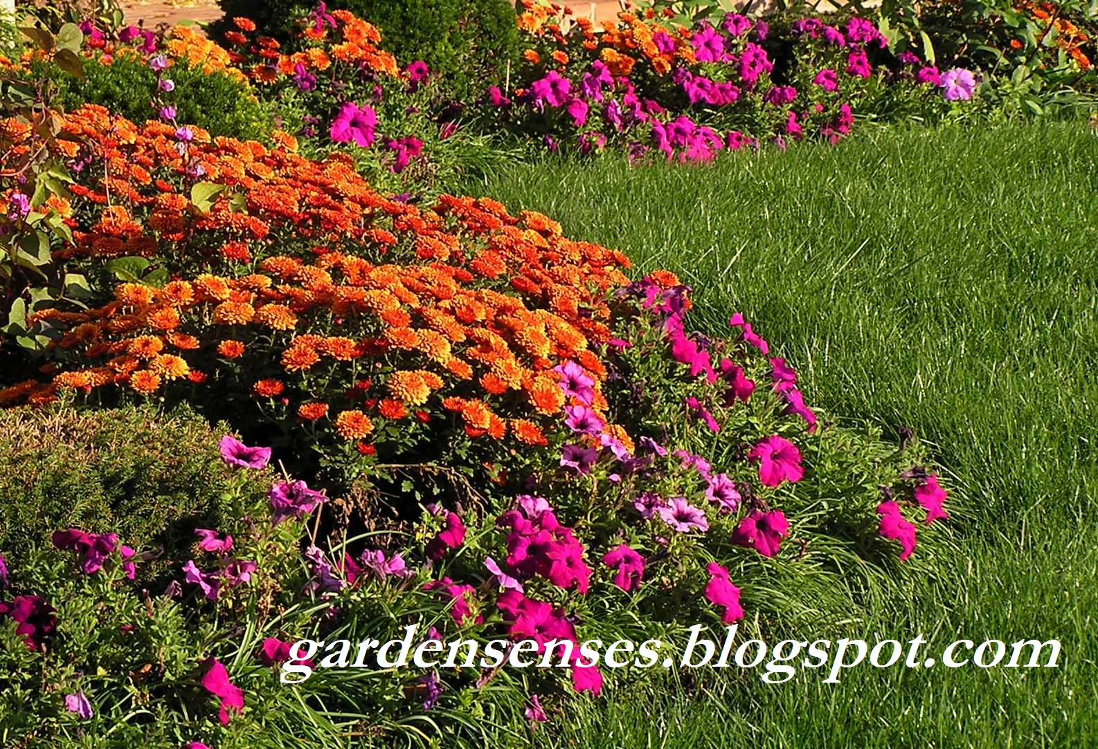 Garden Sense: Mums - More Great Combinations.