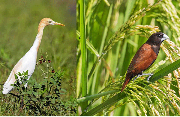 Nature and Farming: Rice Production: Chapter 11 - Pest prevention