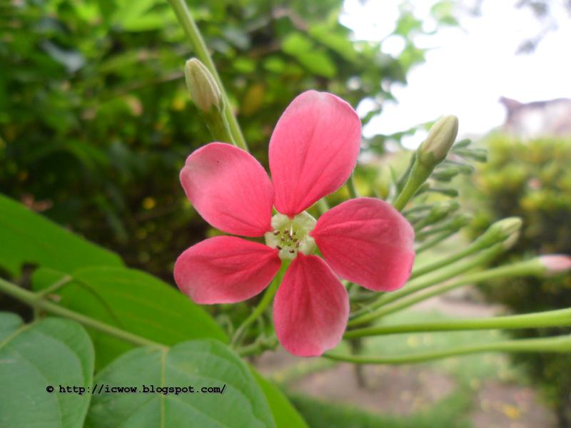 Madhu Maloti(মধু মালতী) - Quisqualis indica
