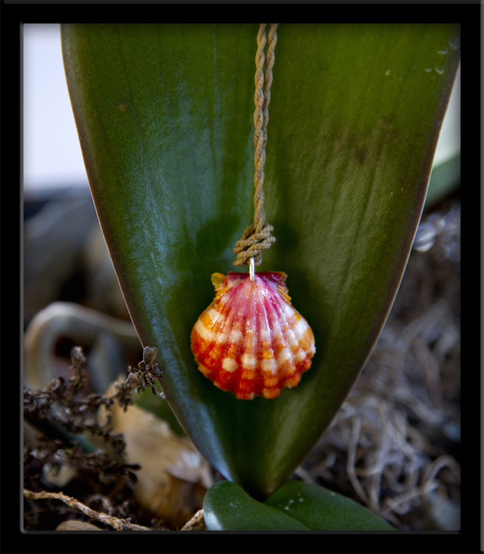 Monica's Blog: Hawaiian Sunrise Shell Whole Pairs jewelry