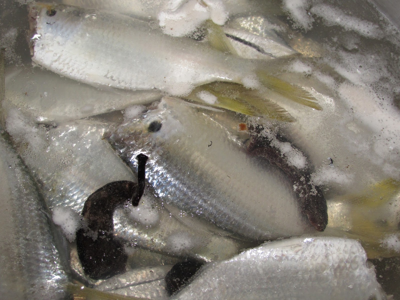 Cerita Bearcat: Beli Ikan