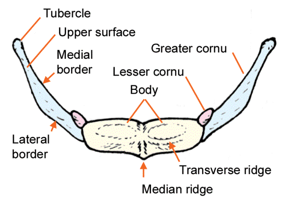 All In Nursing 4 Nursing Students..!!: The Hyoid Bone