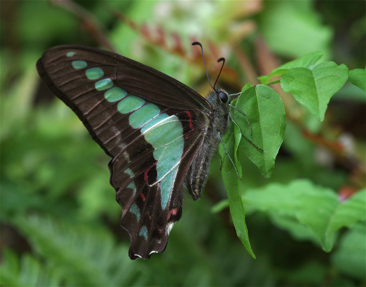 Wildeep's Illuminations: Common Bluebottle