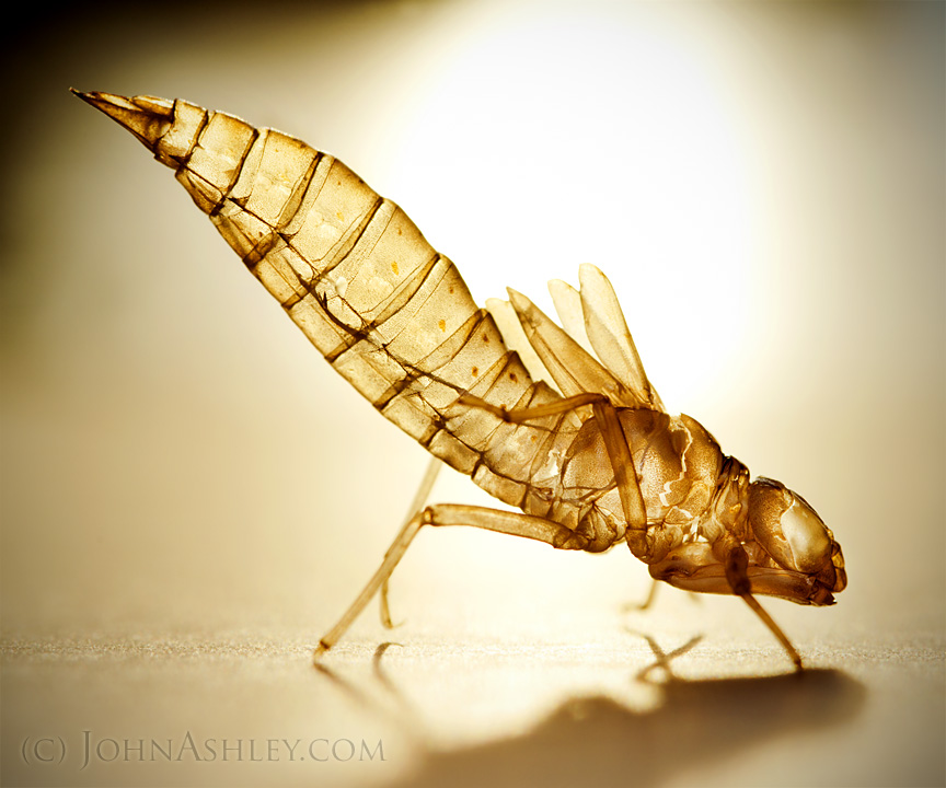 Wild and Free Montana: Examining Exuviae