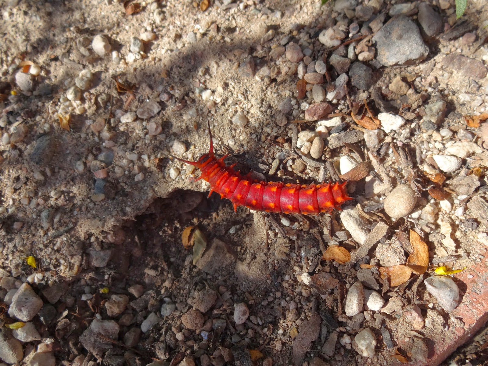 The Scientific Gardener: 9/1/14 - 10/1/14
