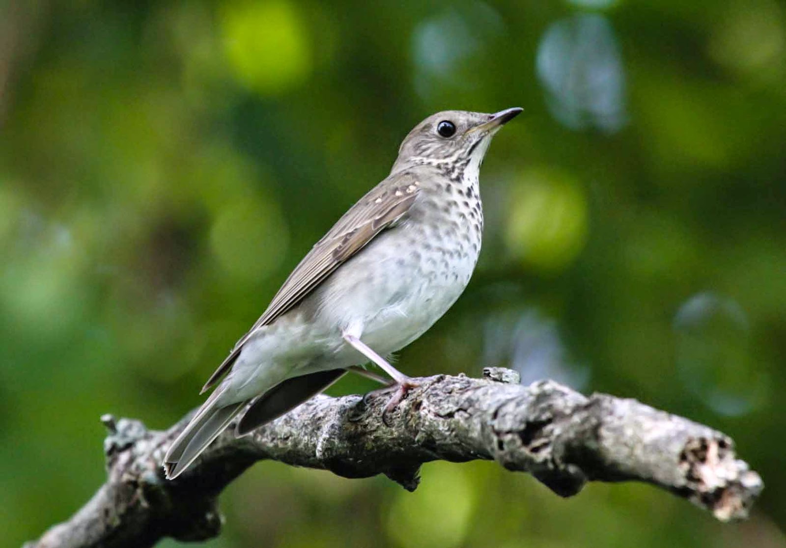 Gale's Photo and Birding Blog: Gray-cheeked Thrush