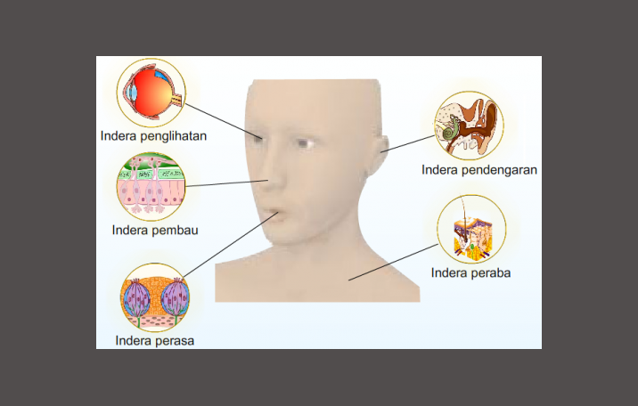 Sistem Indera dan Alat Indera Pada Manusia