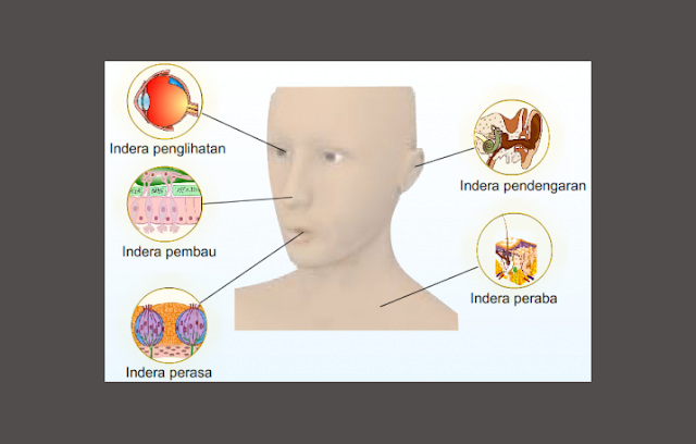 Sistem Indera dan Alat Indera Pada Manusia - Jegeristik