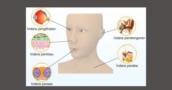 Sistem Indera dan Alat Indera Pada Manusia - cekrisna