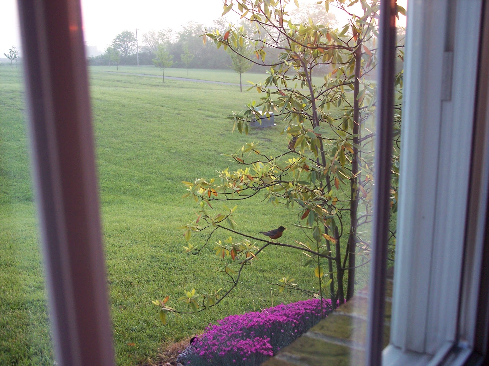 Wondering Through 2012 and Beyond: Wondering Outside Your Window